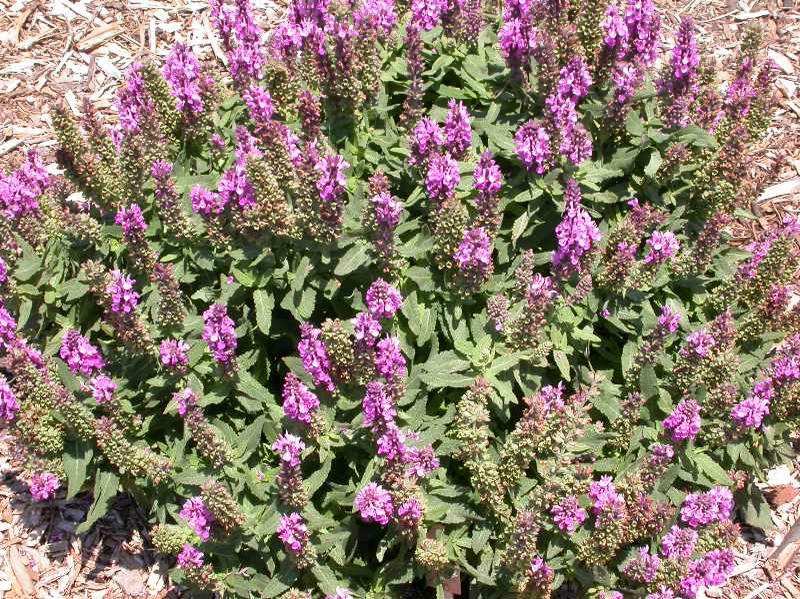 Rose Wine Sage | MSD